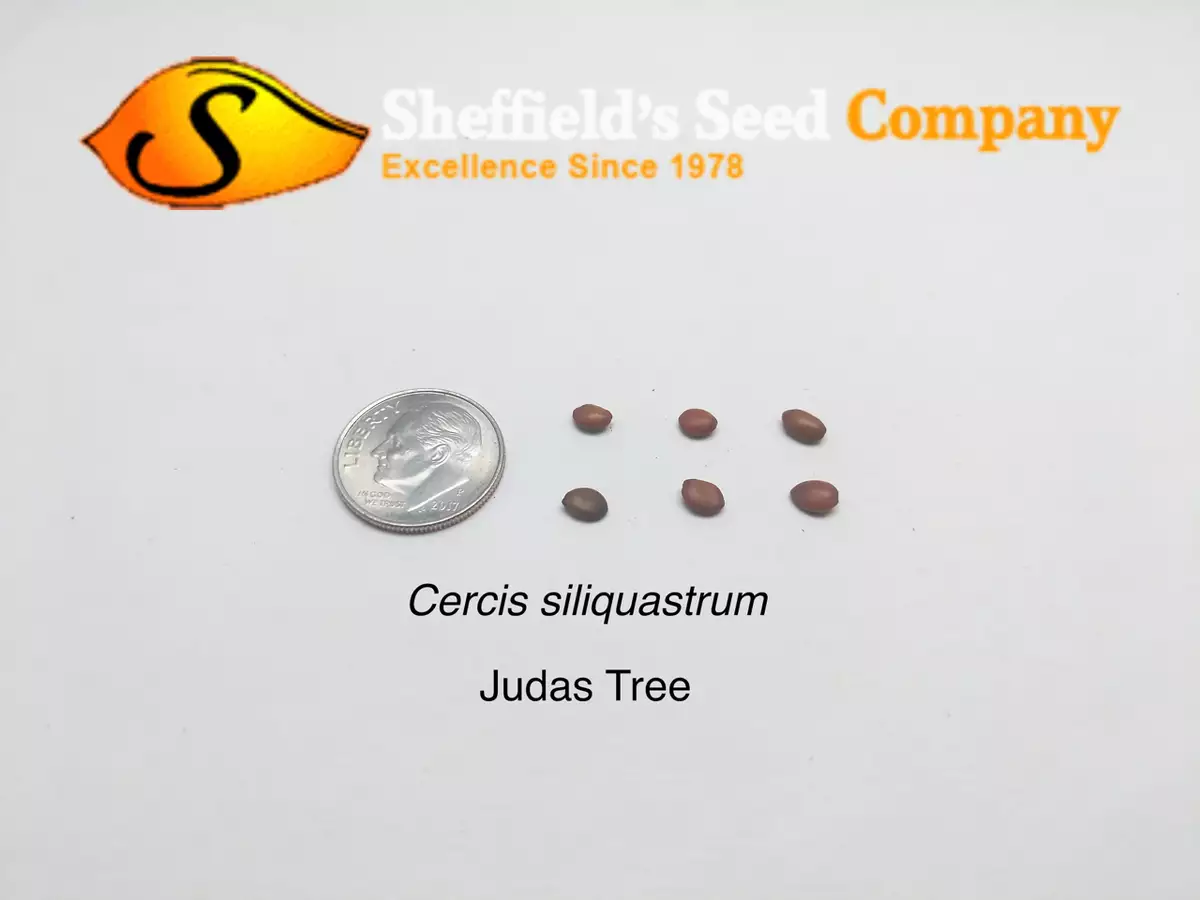 Cercis siliquastrum - Flowering Tree - Judas Tree