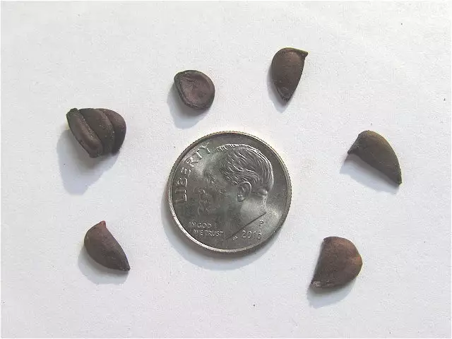 Chaenomeles sinensis - Common Bonsai,Flowering Tree,Medicinal Herbs ...