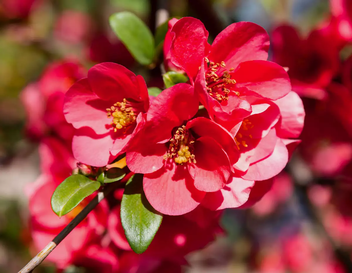 Chaenomeles sinensis - Common Bonsai,Flowering Tree,Medicinal Herbs ...