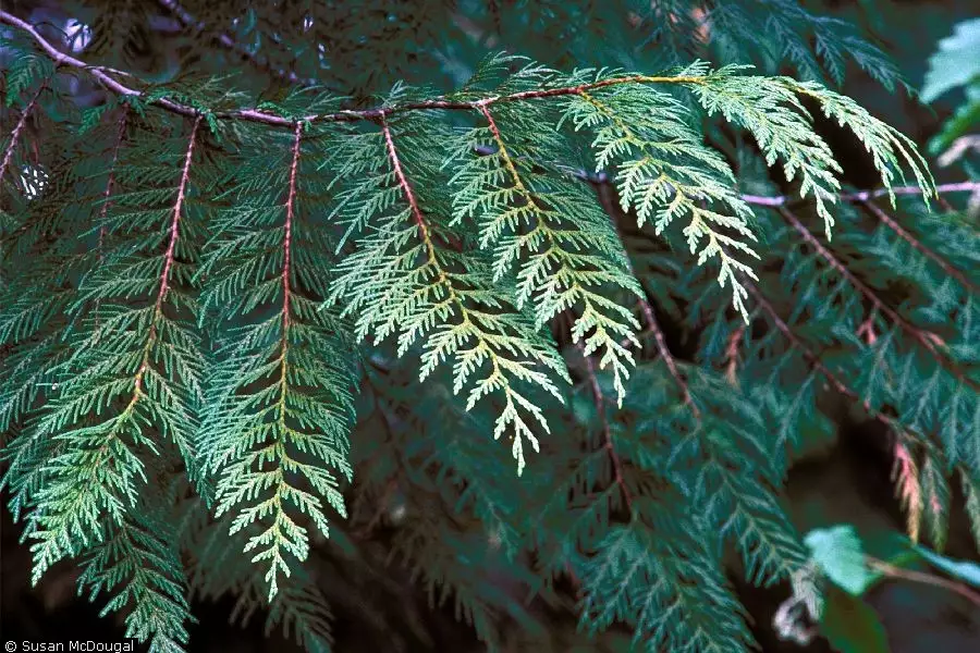 Chamaecyparis nootkatensis - Common Bonsai,Conifer - Alaska Cedar ...