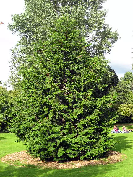Chamaecyparis obtusa - Common Bonsai,Conifer - Hinoki Cypress, Hinoki ...