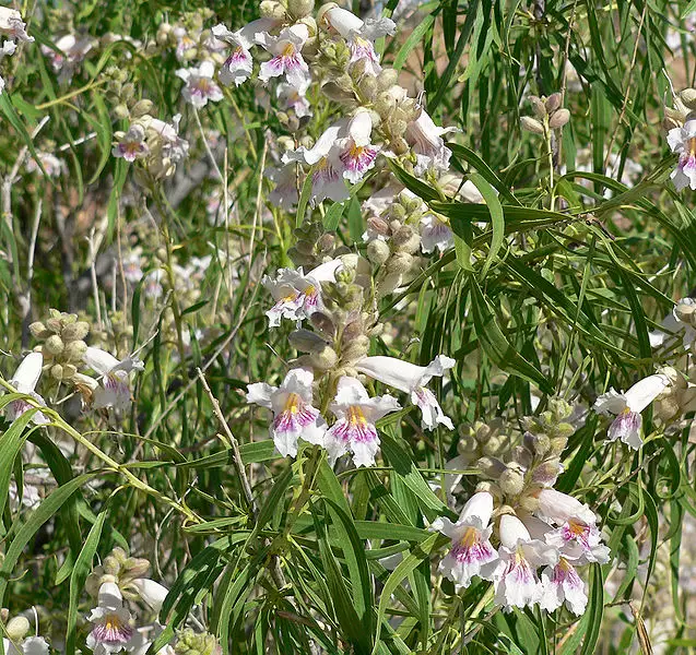 Sheffield's Seed Company