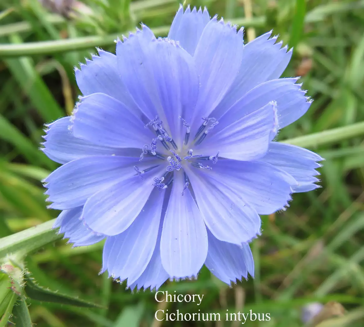 Cichorium intybus - Herbaceous Plants,Medicinal Herbs,Perennial ...
