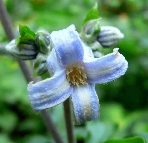 Clematis heracleifolia - Herbaceous Plants,Vine - Bush Clematis ...