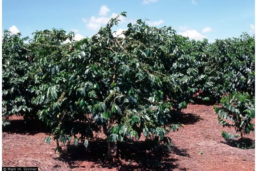Coffea arabica - Fruit & Vegetable,Fruits,Shrub - Arabian Coffee ...