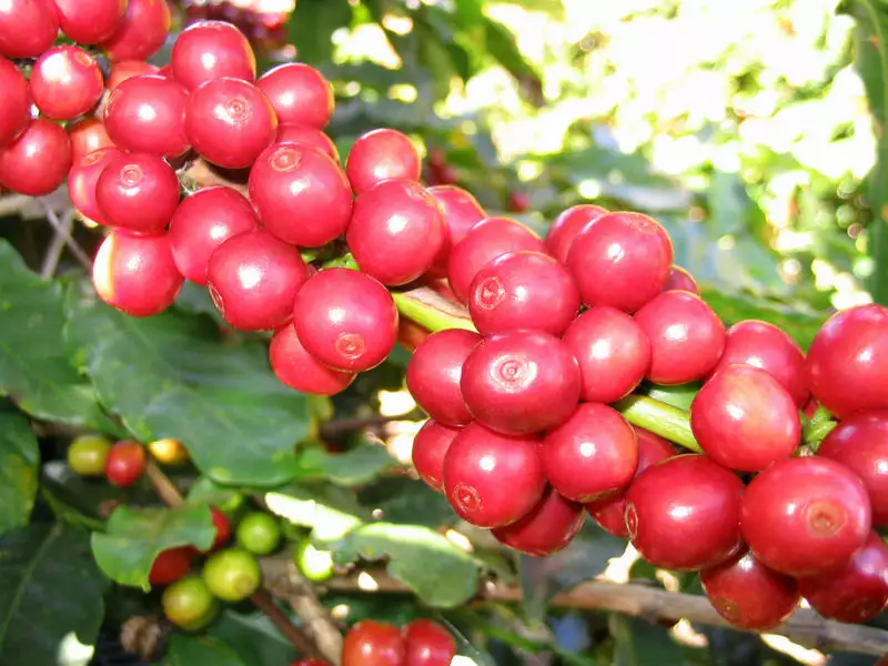 Coffea arabica - Fruit & Vegetable,Fruits,Shrub - Arabian Coffee ...