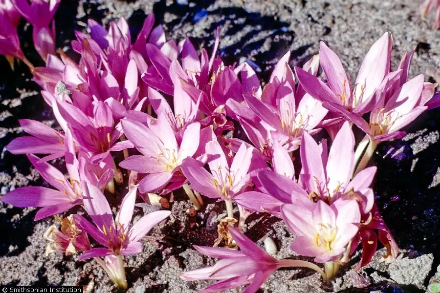 Colchicum autumnale - Herbaceous Plants,Medicinal Herbs,Perennial ...