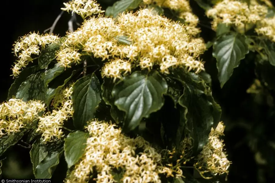 Cornus alternifolia - Flowering Tree - Alternate-leaved Dogwood ...