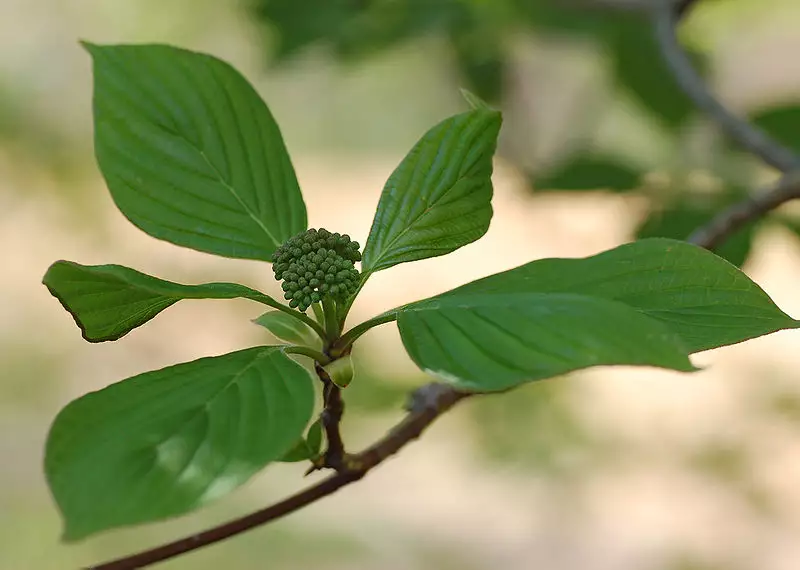 Cornus alternifolia - Flowering Tree - Alternate-leaved Dogwood ...