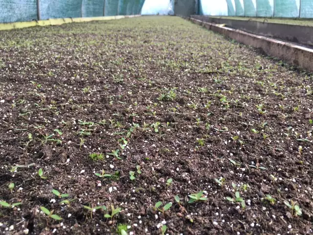 Sheffield's Seed Company