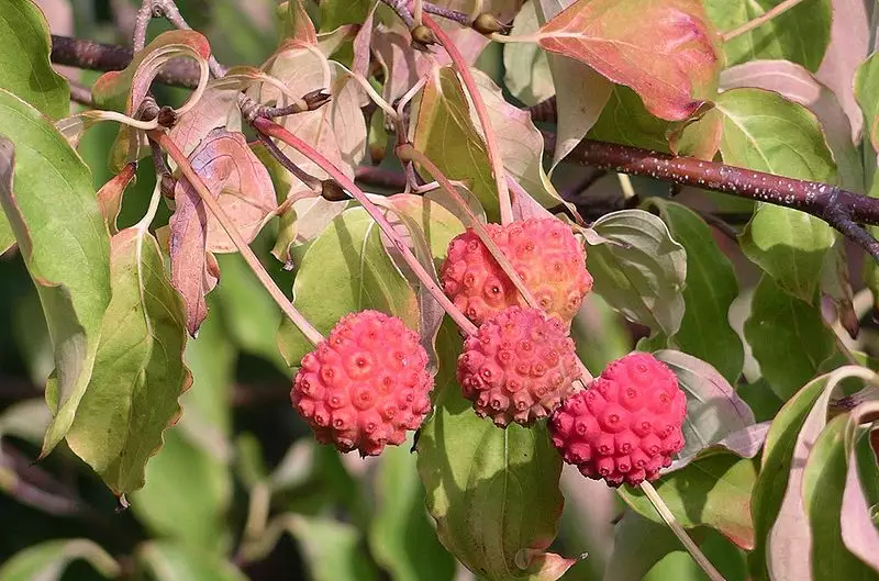 Cornus kousa - Common Bonsai,Deciduous,Flowering Tree,Ornamental Fruit ...