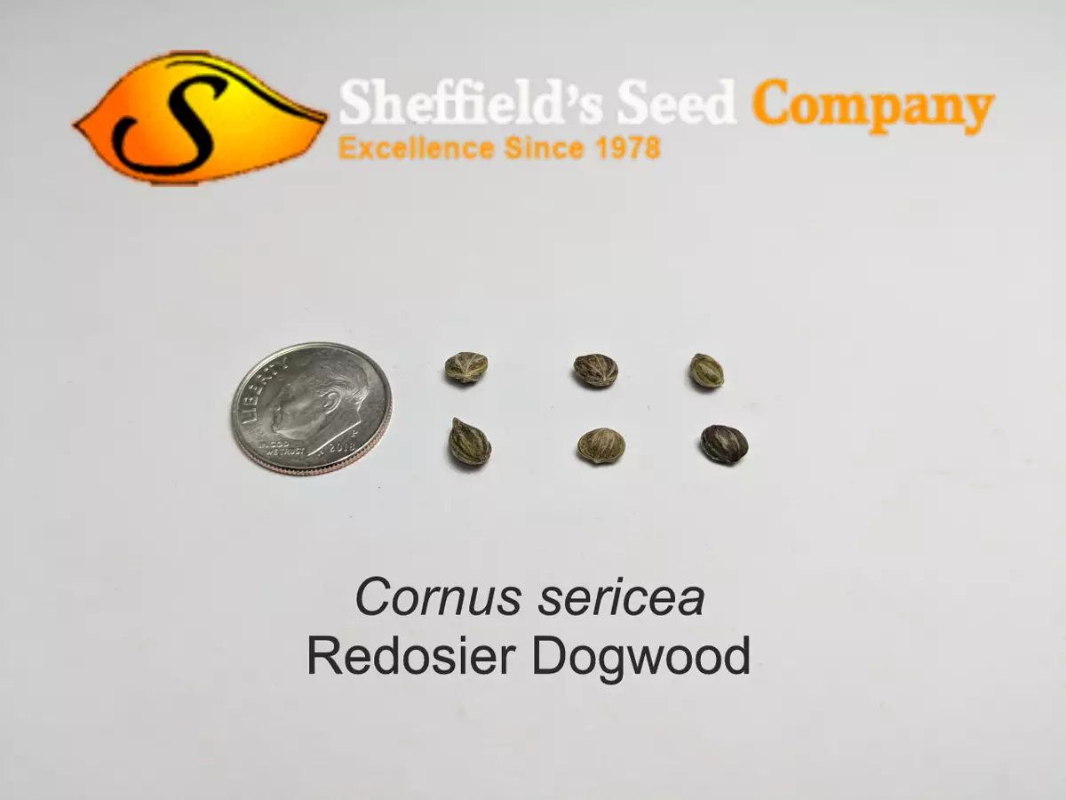 Cornus sericea - Shrub - American Dogwood, Red Osier Dogwood, Red-rood ...