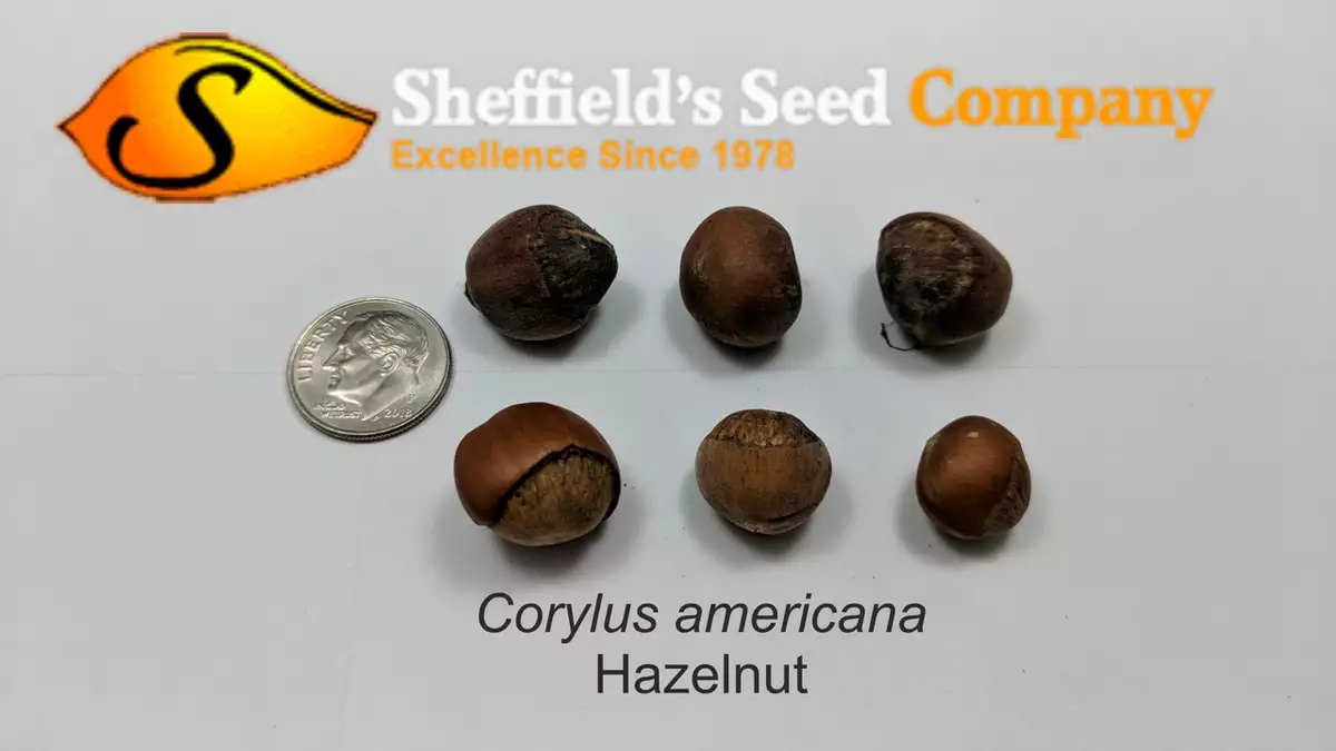 Corylus americana - Medicinal Herbs,Shrub - American Filbert, American ...