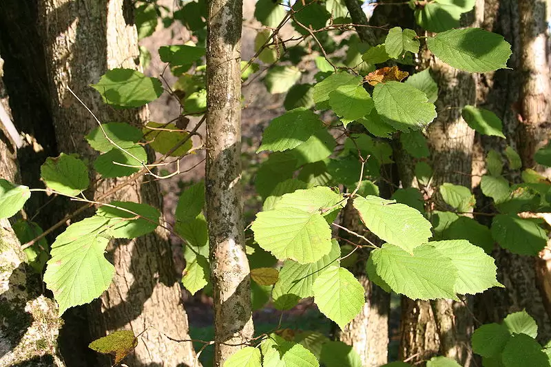 Corylus chinensis - Edible Fruit/Nuts,Fruits,Tree,Web page Navigation ...