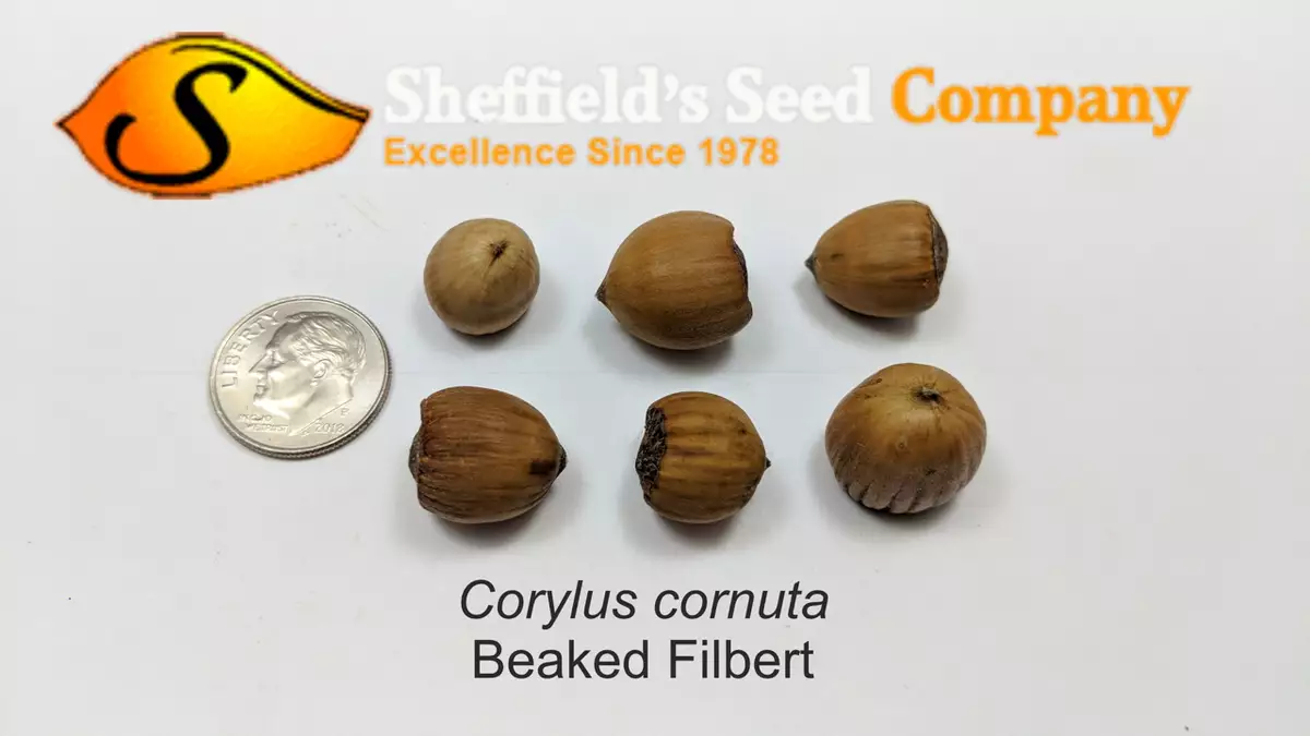 Corylus cornuta - Shrub - Beaked Filbert, Beaked Hazelnut