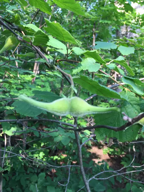 Corylus cornuta - Shrub - Beaked Filbert, Beaked Hazelnut