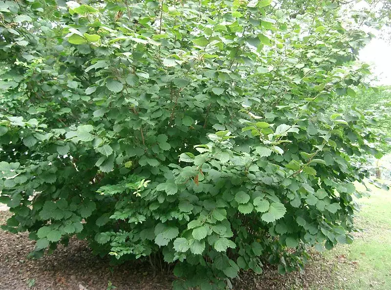 Corylus heterophylla - Shrub,Web page Navigation - Asian Hazel ...