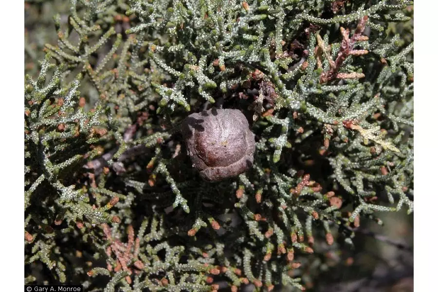 Cupressus nevadensis - Common Bonsai,Conifer - Piute Cypress