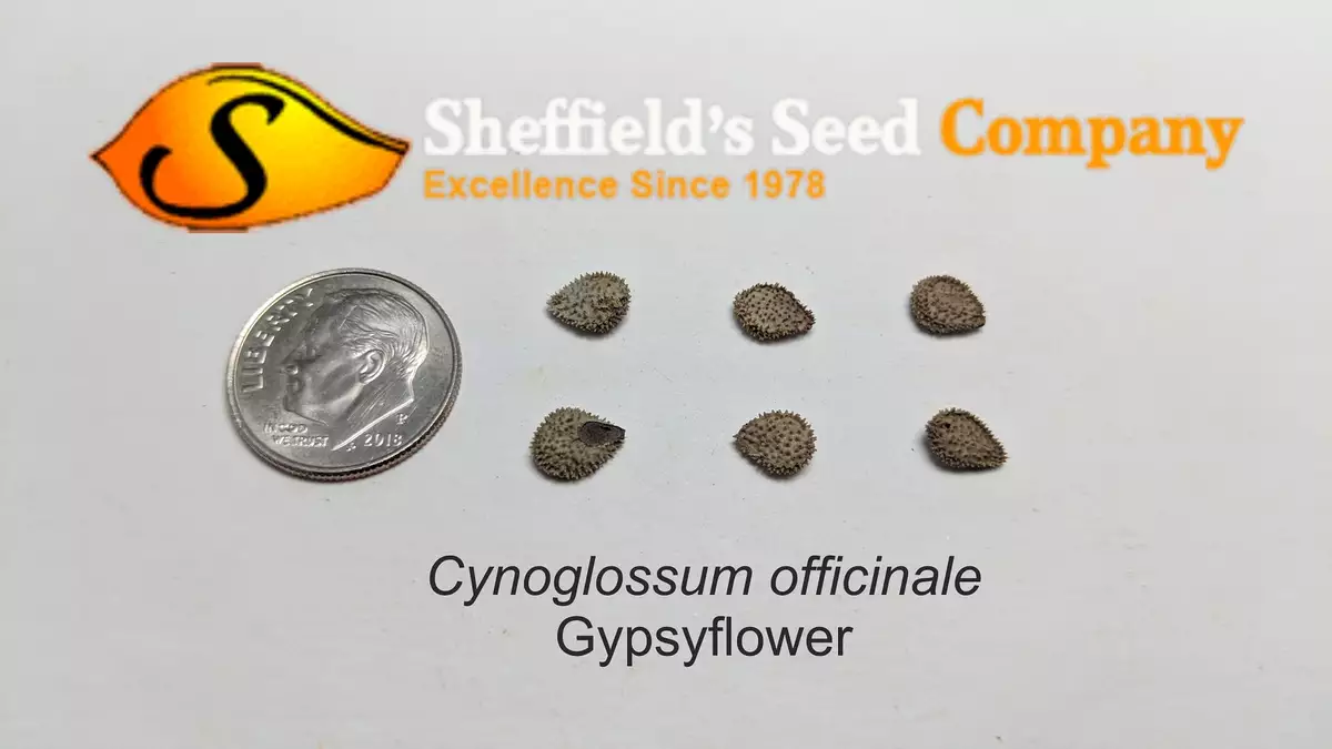 Cynoglossum officinale - Biennial,Flower,Web page Navigation ...