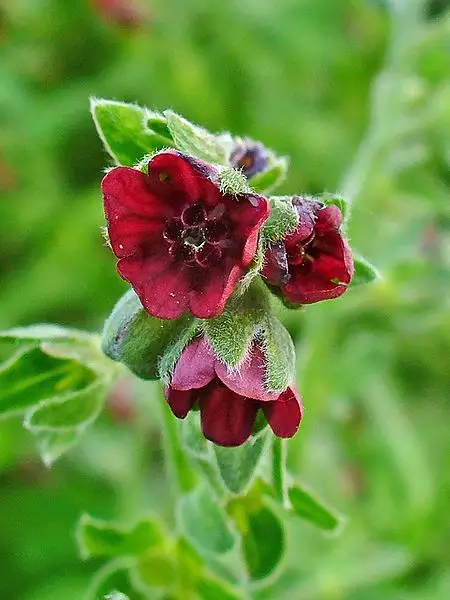 Cynoglossum officinale - Biennial,Flower,Web page Navigation ...