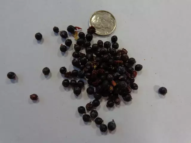 Sheffield's Seed Company