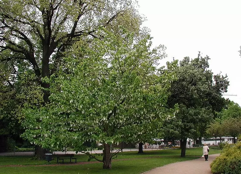 Davidia involucrata - Flowering Tree - Dove Tree, Ghost Tree ...