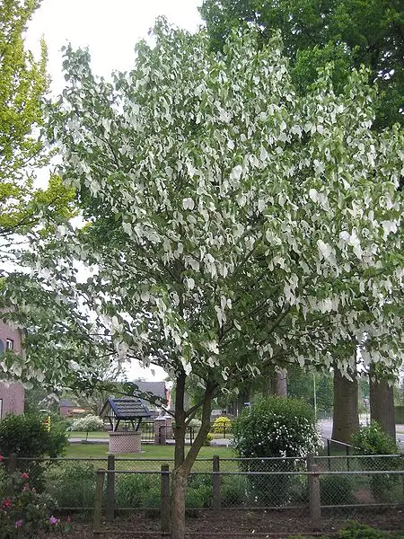 Davidia involucrata - Flowering Tree - Dove Tree, Ghost Tree ...