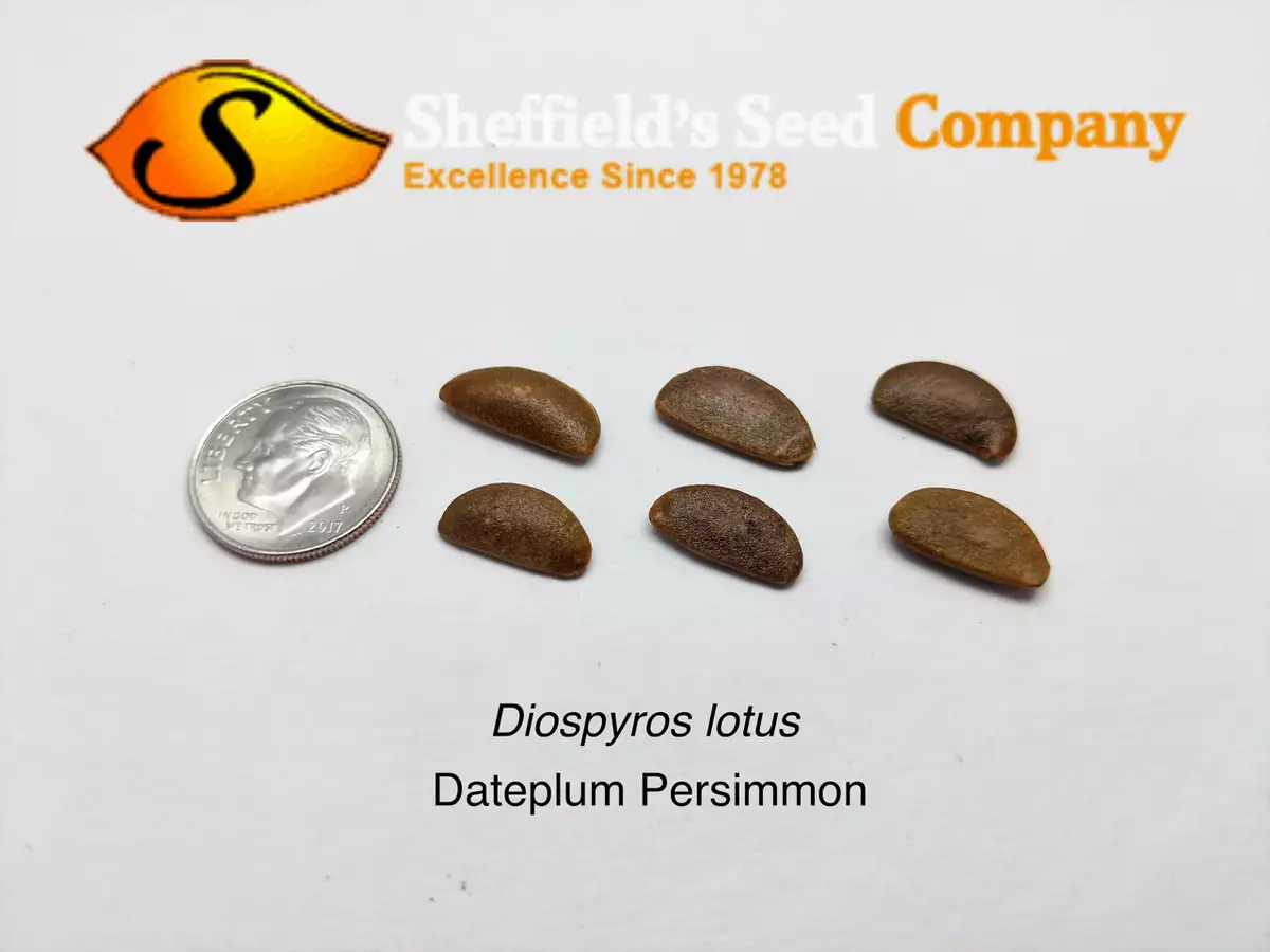 Diospyros lotus - Common Bonsai,Edible Fruit/Nuts,Fruits,Medicinal ...