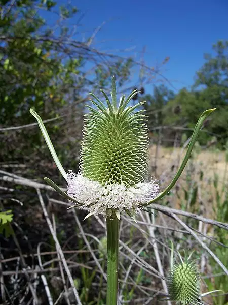 Dipsacus sativus - Biennial,Flower,Herbaceous Plants,Medicinal Herbs ...