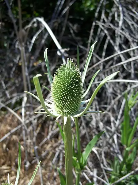 Dipsacus sativus - Biennial,Flower,Herbaceous Plants,Medicinal Herbs ...
