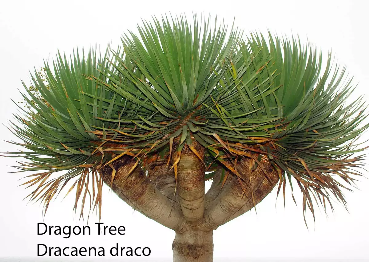 Dracaena draco - Evergreen Leaves,Tree,Web page Navigation - Dragon ...
