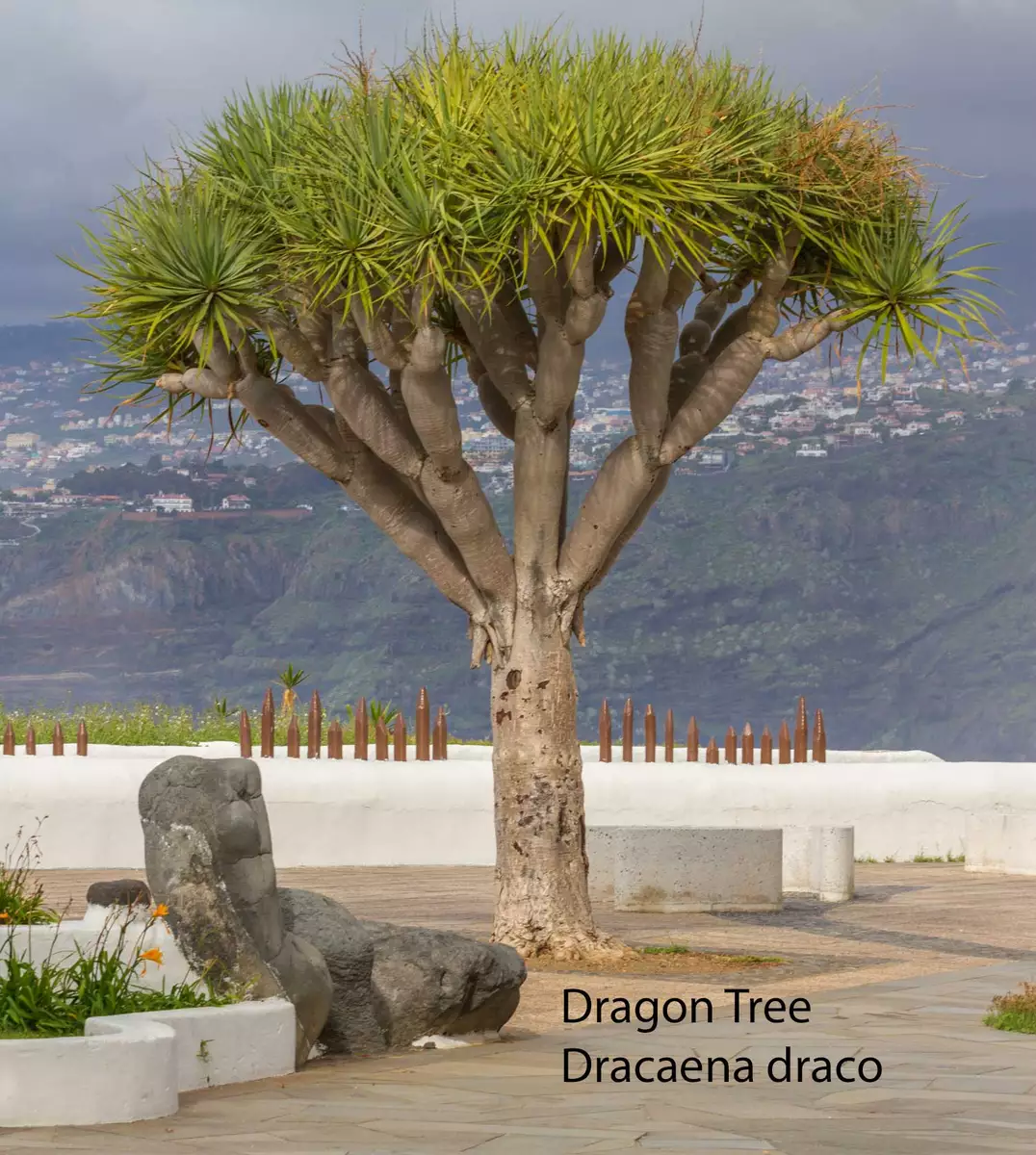 Dracaena draco - Evergreen Leaves,Tree,Web page Navigation - Dragon ...