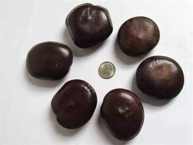 Entada rheedii - Medicinal Herbs,Shrub and Vine Seeds,Vine,Web page ...