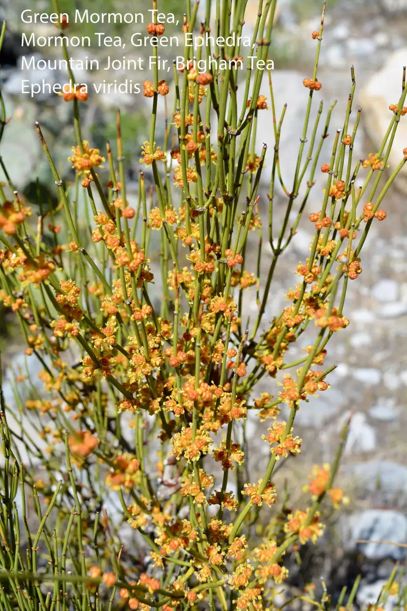 Sheffield's Seed Company