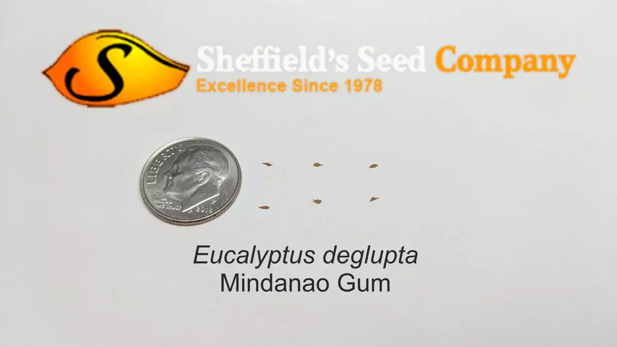 Eucalyptus deglupta - Evergreen Leaves,Tree,Web page Navigation ...