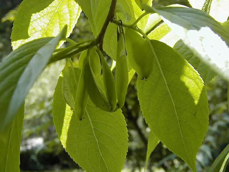 Eucommia ulmoides - Deciduous,Medicinal Herbs,Shade Tree - Du Zhong ...