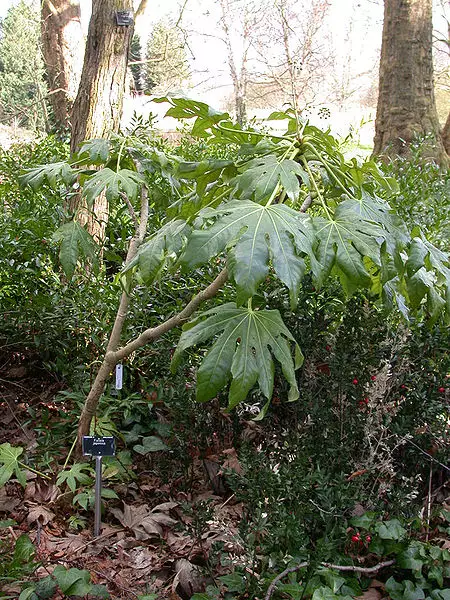 Fatsia japonica - Herbaceous Plants,Shrub - Japanese Aralia, Japanese ...