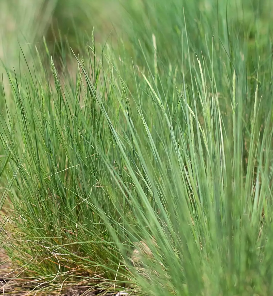Festuca ovina var. glauca - Grass,Herbaceous Plants,Ornamental Grass ...