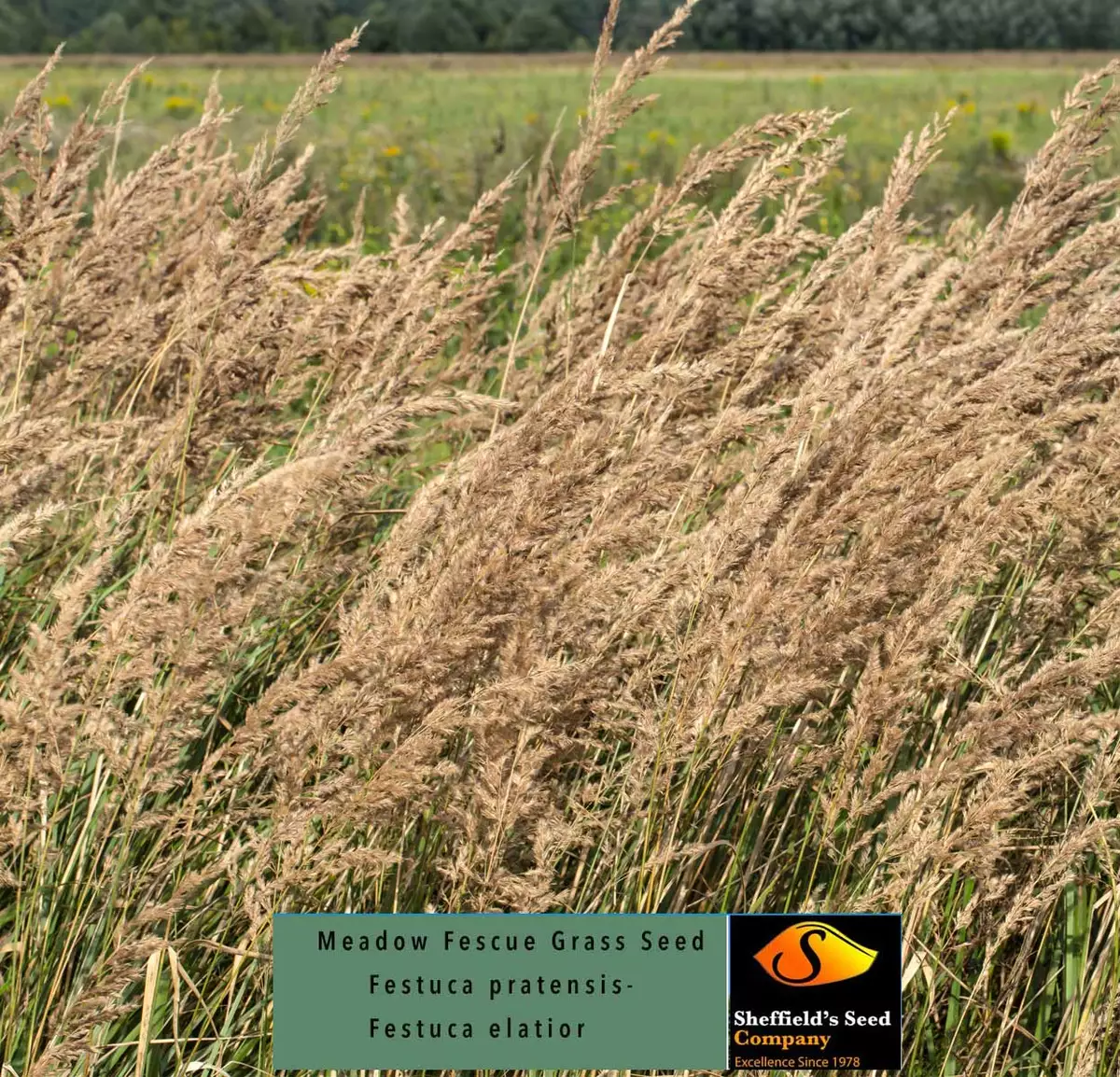 Sheffield's Seed Company