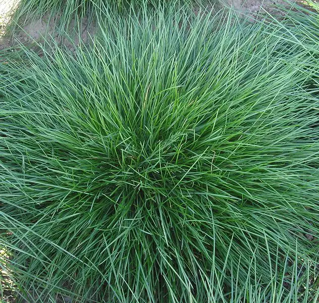 Sheffield's Seed Company