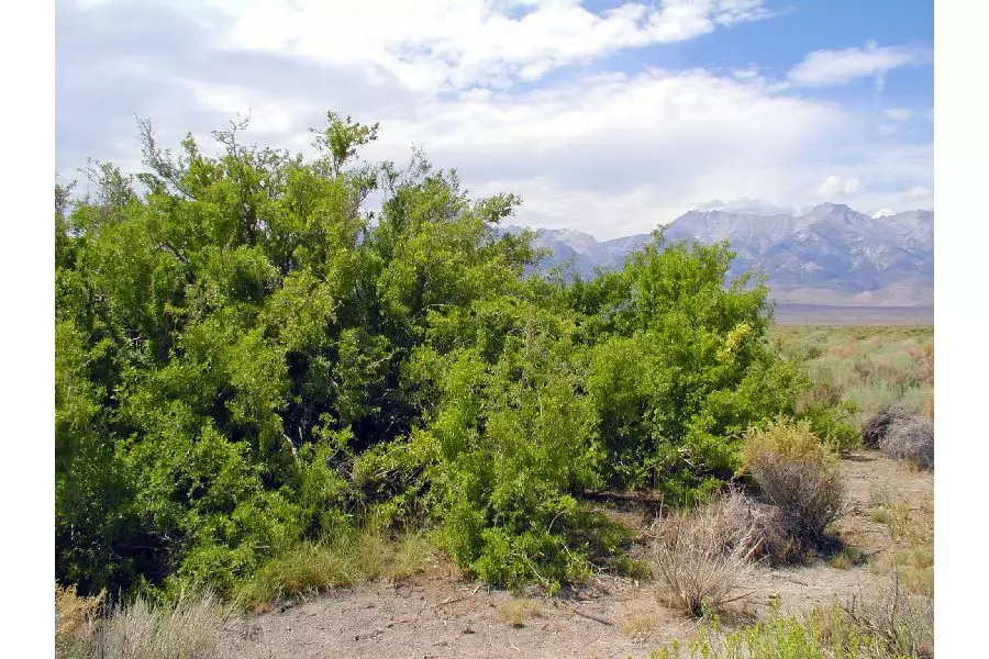 Forestiera neomexicana - Shrub - Desert Olive, New Mexican Privet, Wild ...