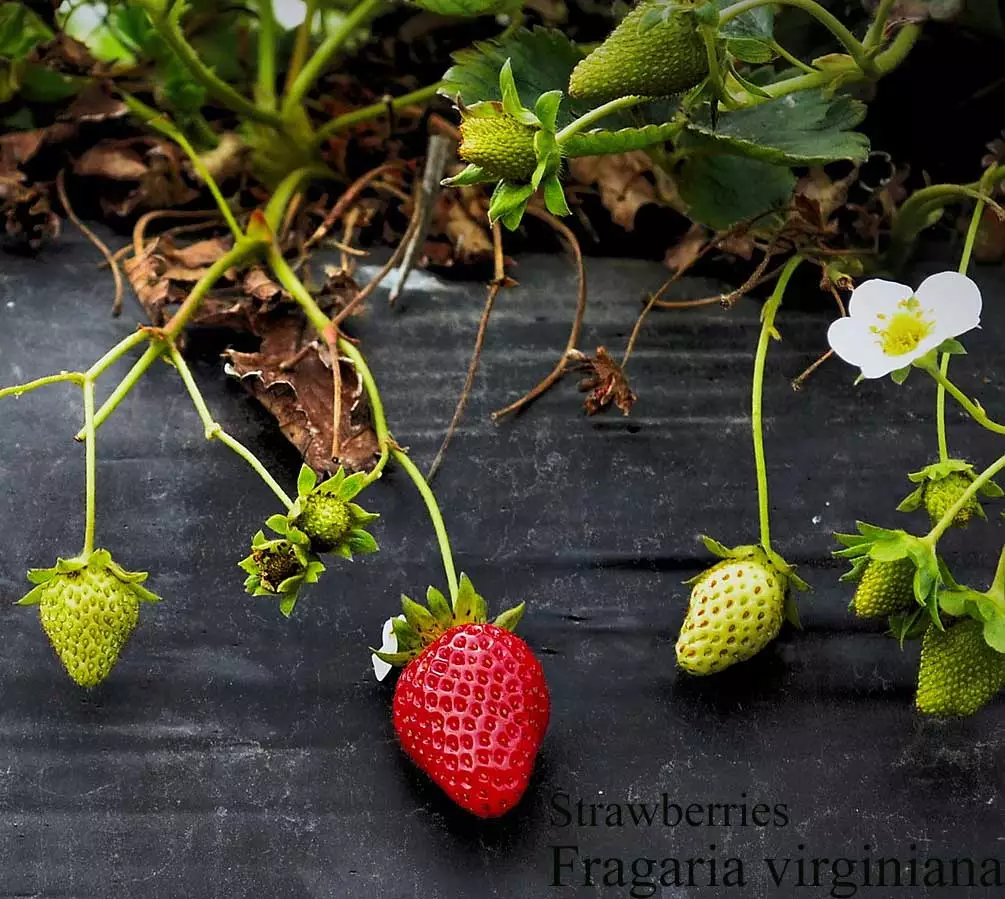 Fragaria virginiana - Flower,Herbaceous Plants,Perennial,Web page ...