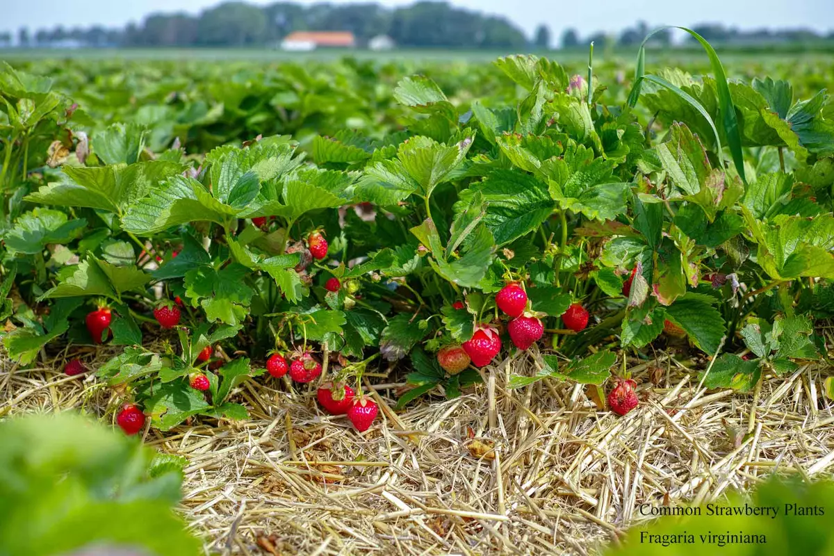Fragaria virginiana - Flower,Herbaceous Plants,Perennial,Web page ...