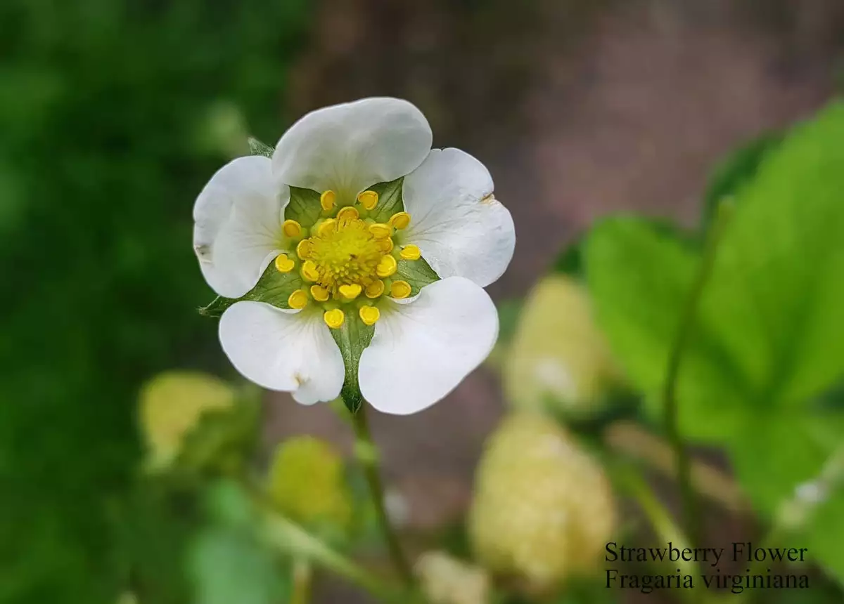 Fragaria virginiana - Flower,Herbaceous Plants,Perennial,Web page ...