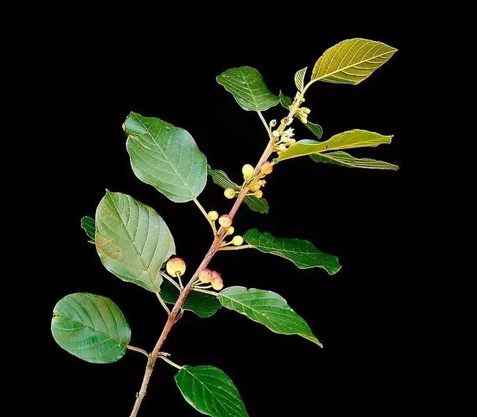 Frangula alnus f. columnaris - Shrub - Columnar Buckthorn, Tallhedge