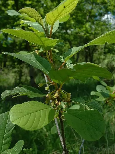 Frangula alnus f. columnaris - Shrub - Columnar Buckthorn, Tallhedge