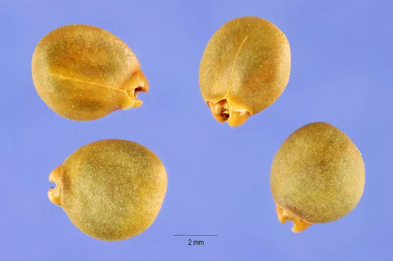 Frangula alnus f. columnaris - Shrub - Columnar Buckthorn, Tallhedge