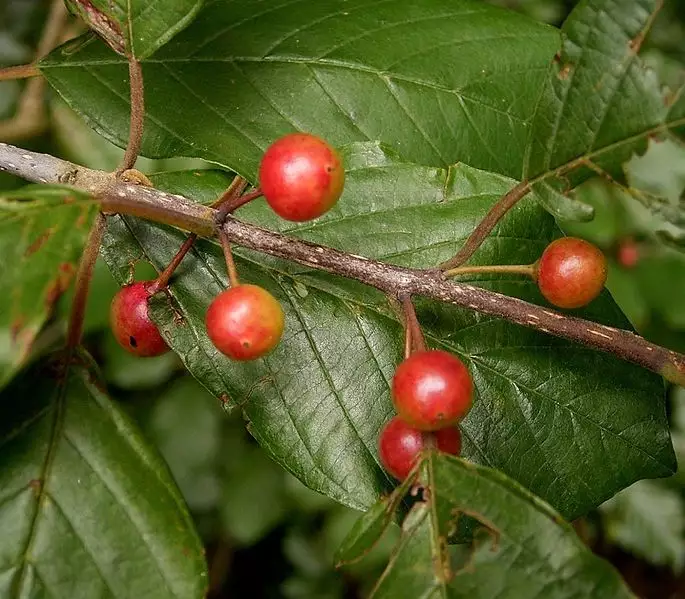 Frangula alnus f. columnaris - Shrub - Columnar Buckthorn, Tallhedge