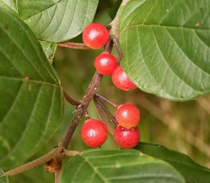 Frangula alnus f. columnaris - Shrub - Columnar Buckthorn, Tallhedge