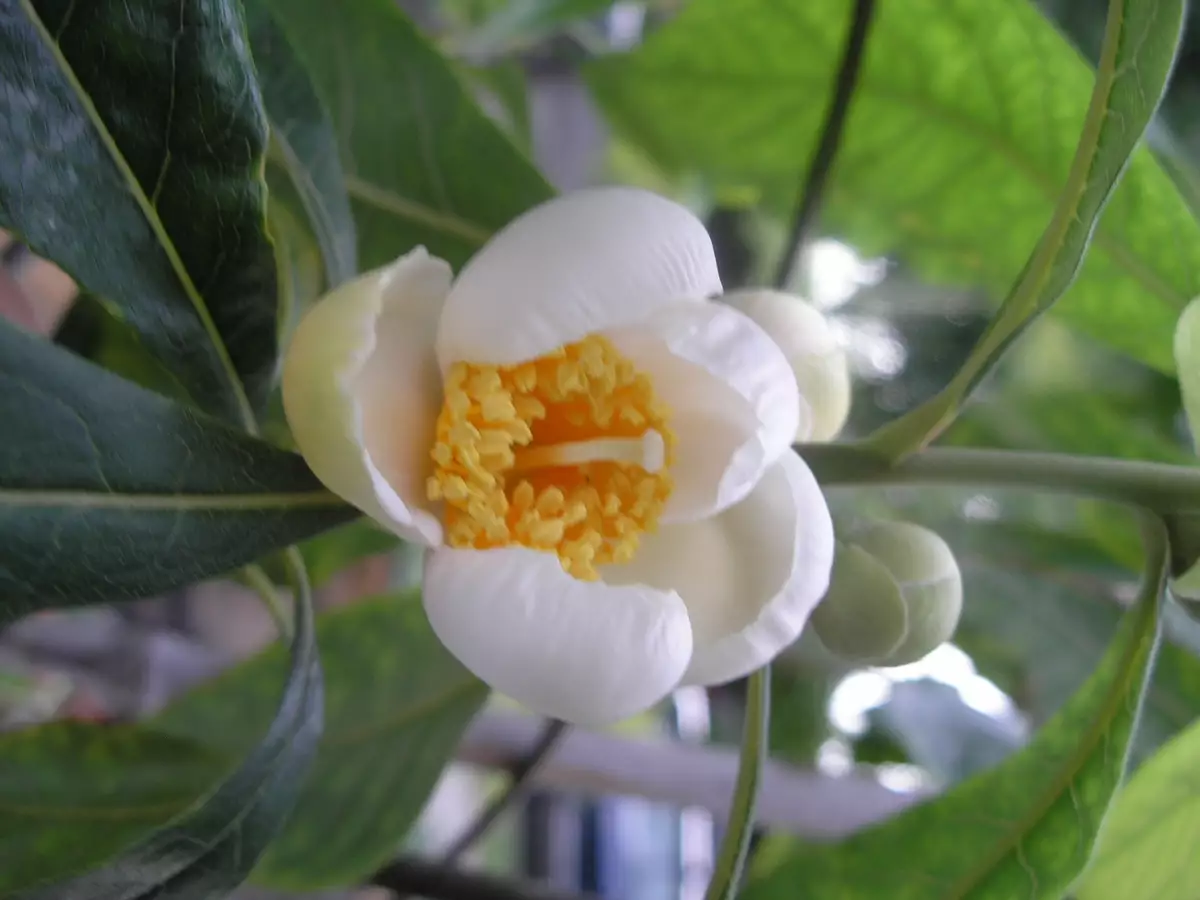 Franklinia alatamaha - Flowering Tree - Franklin Tree, Franklinia